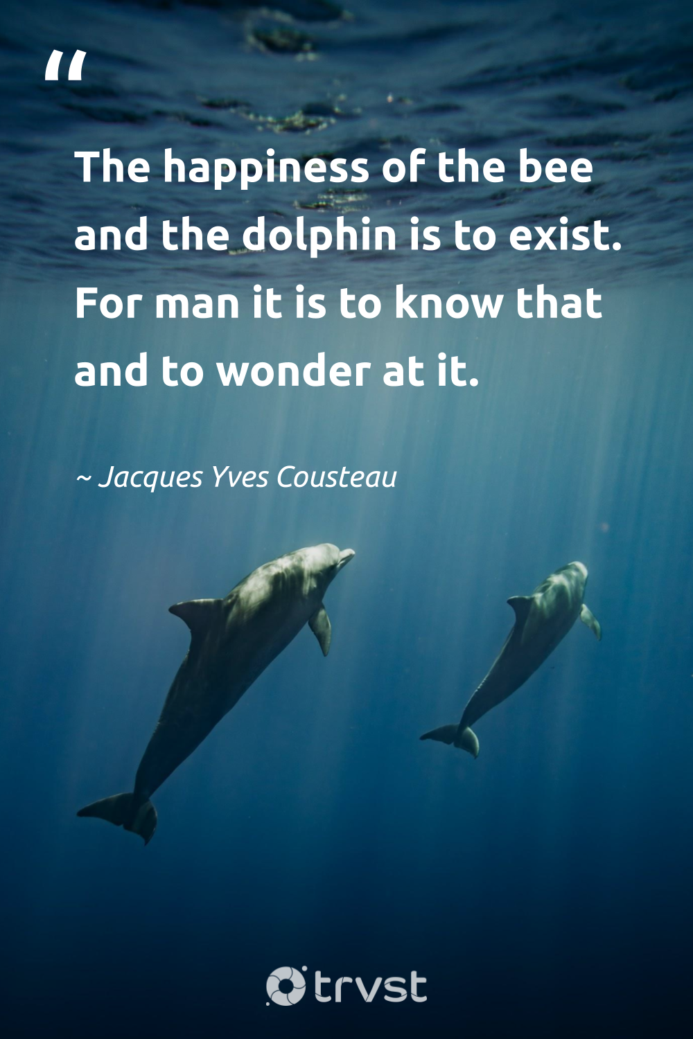 40 Dolphin Quotes Celebrating The Beaming Mammals (2024)