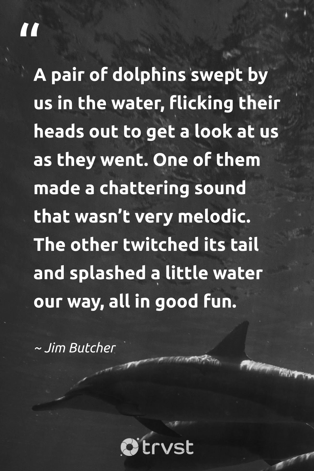 40 Dolphin Quotes Celebrating The Beaming Mammals (2024)