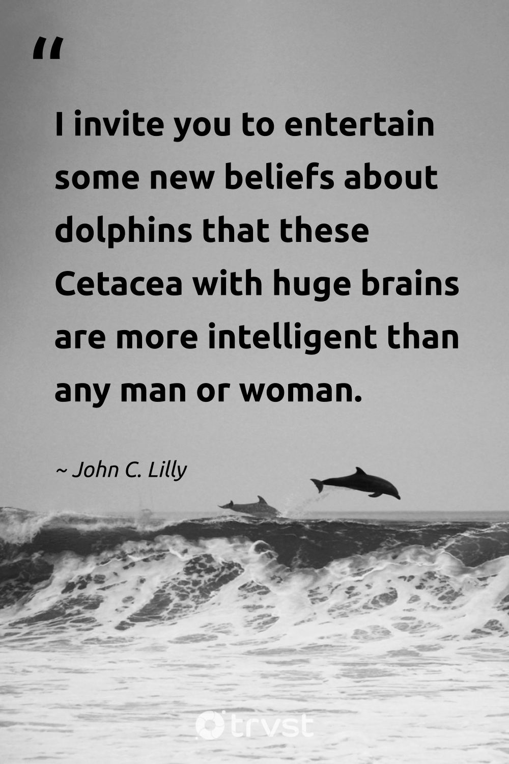 40 Dolphin Quotes Celebrating The Beaming Mammals (2024)