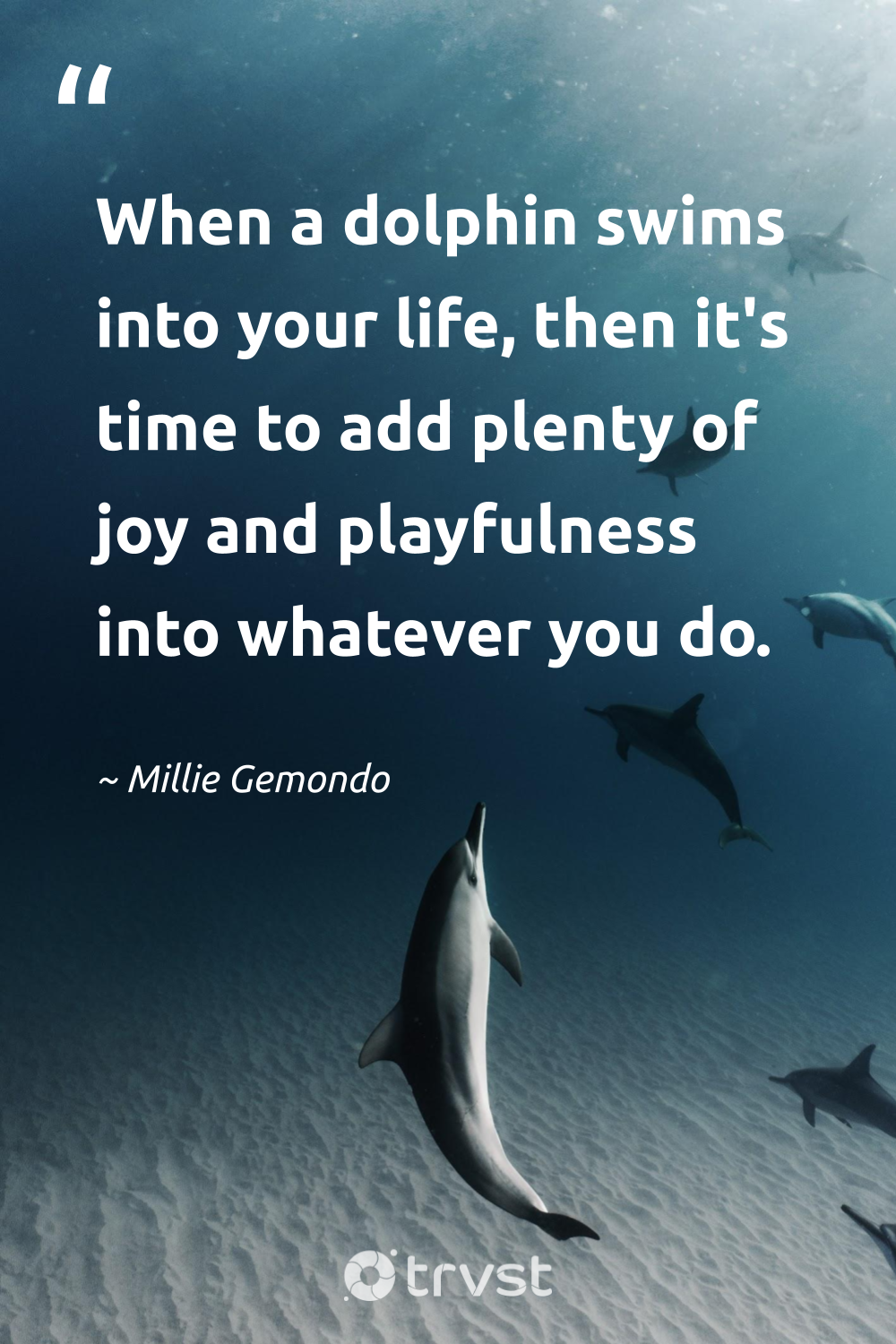 40 Dolphin Quotes Celebrating The Beaming Mammals (2024)