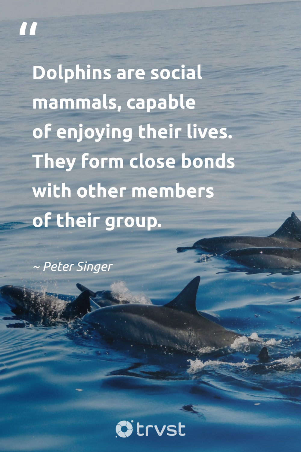 40 Dolphin Quotes Celebrating The Beaming Mammals (2025)