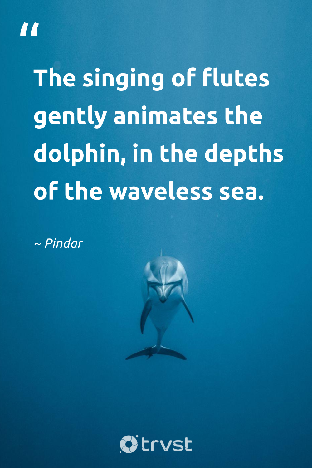 40 Dolphin Quotes Celebrating The Beaming Mammals (2024)