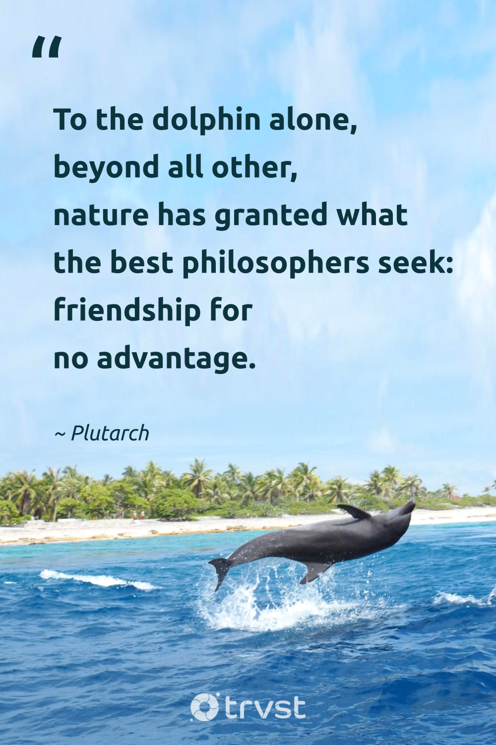 40 Dolphin Quotes Celebrating The Beaming Mammals (2024)