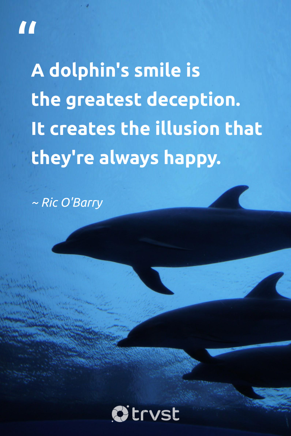 40 Dolphin Quotes Celebrating The Beaming Mammals (2024)