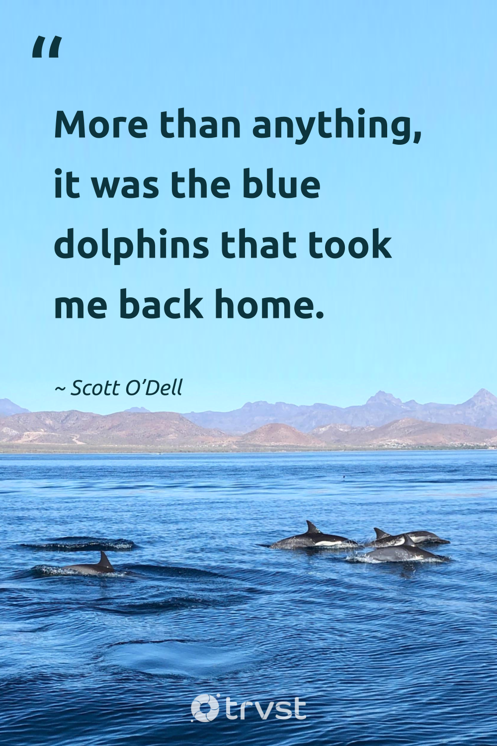 40 Dolphin Quotes Celebrating The Beaming Mammals (2024)