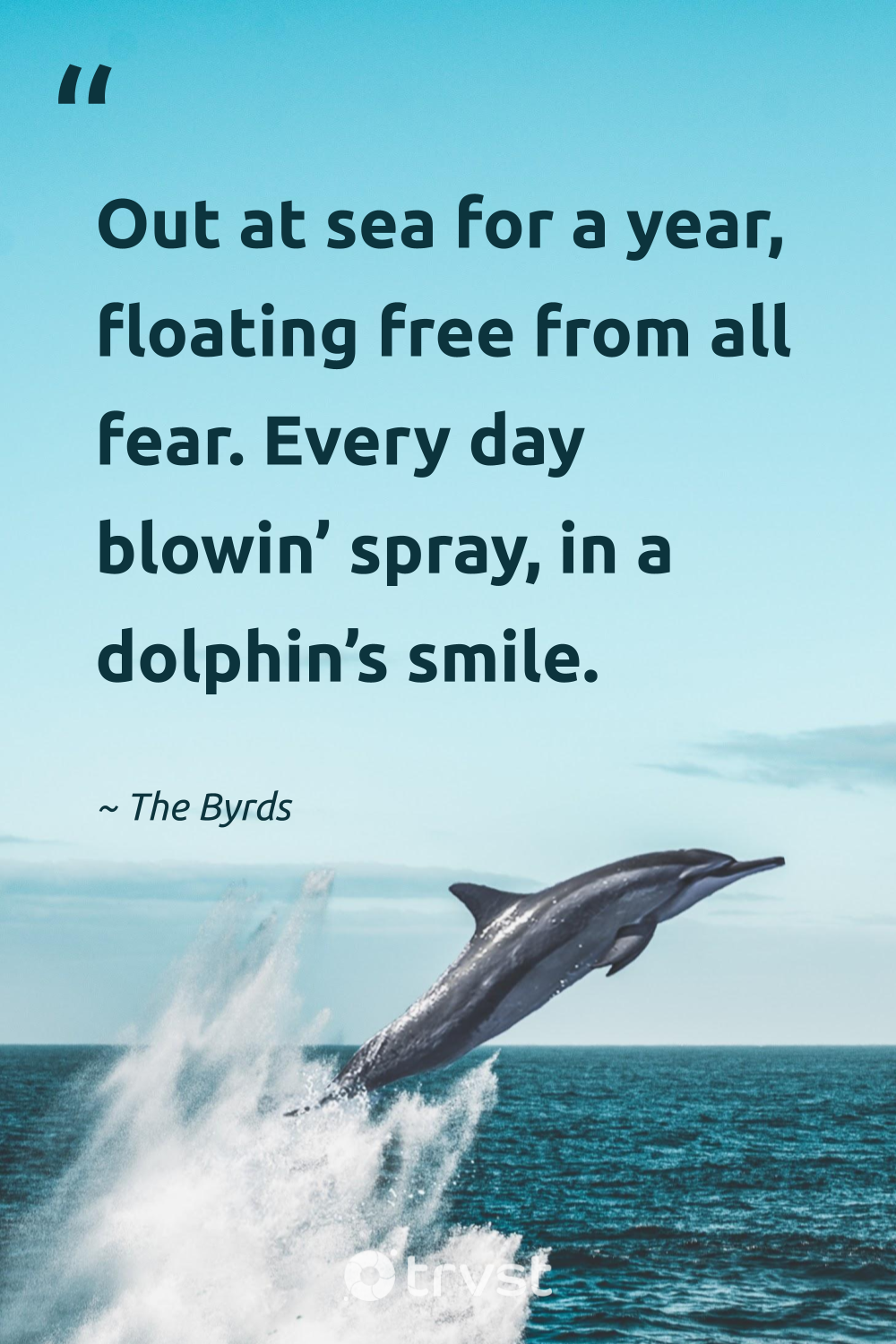 40 Dolphin Quotes Celebrating The Beaming Mammals (2024)