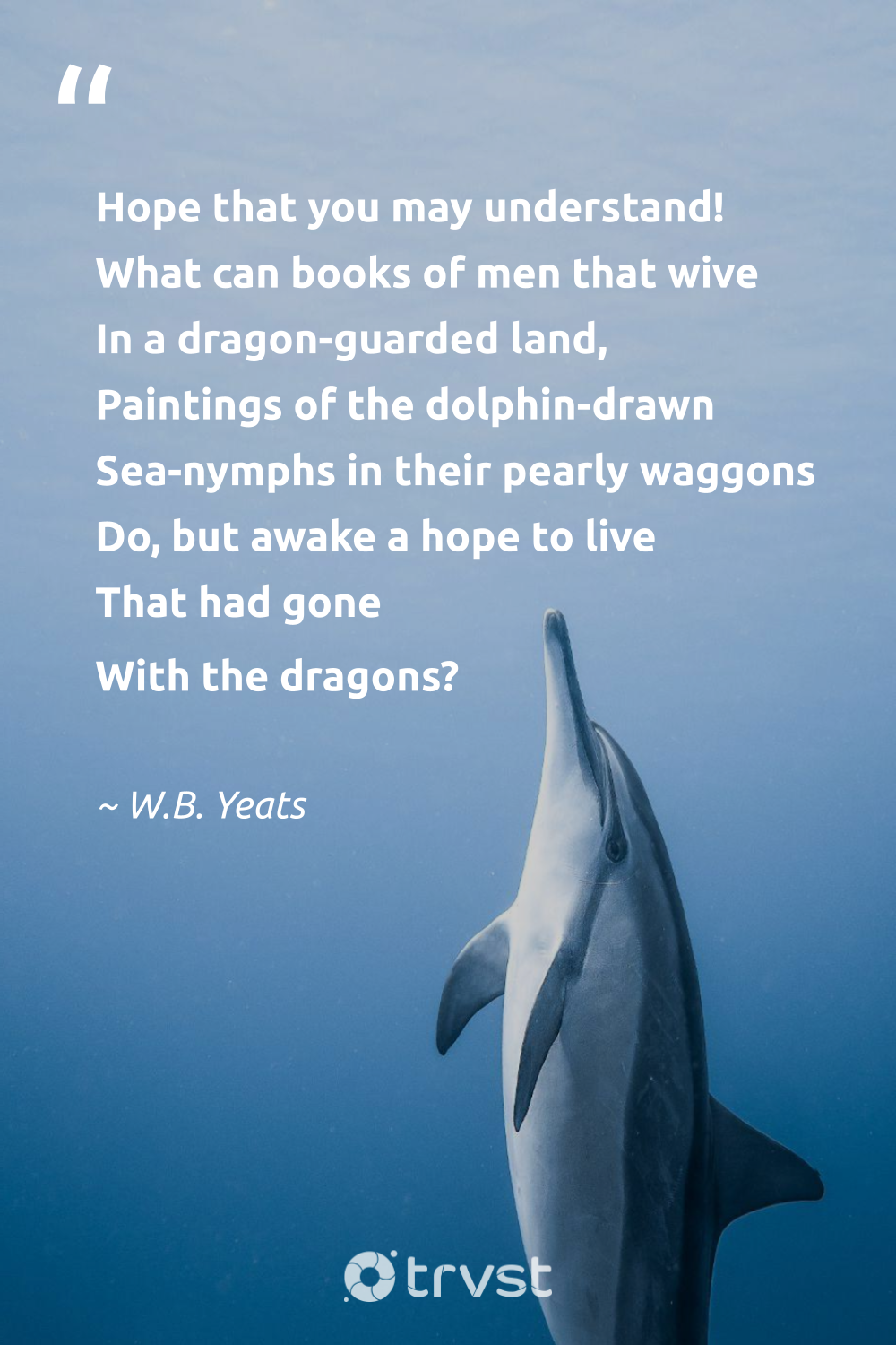 40 Dolphin Quotes Celebrating The Beaming Mammals (2024)
