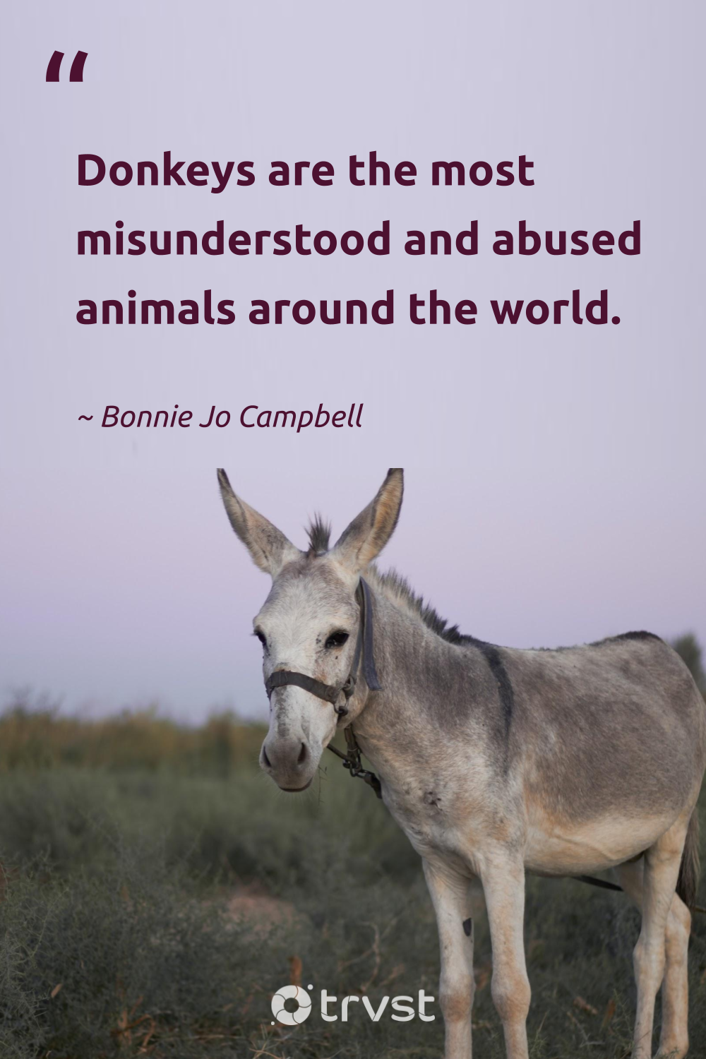 31 Donkey Quotes To Make You Smile And Think (2025)