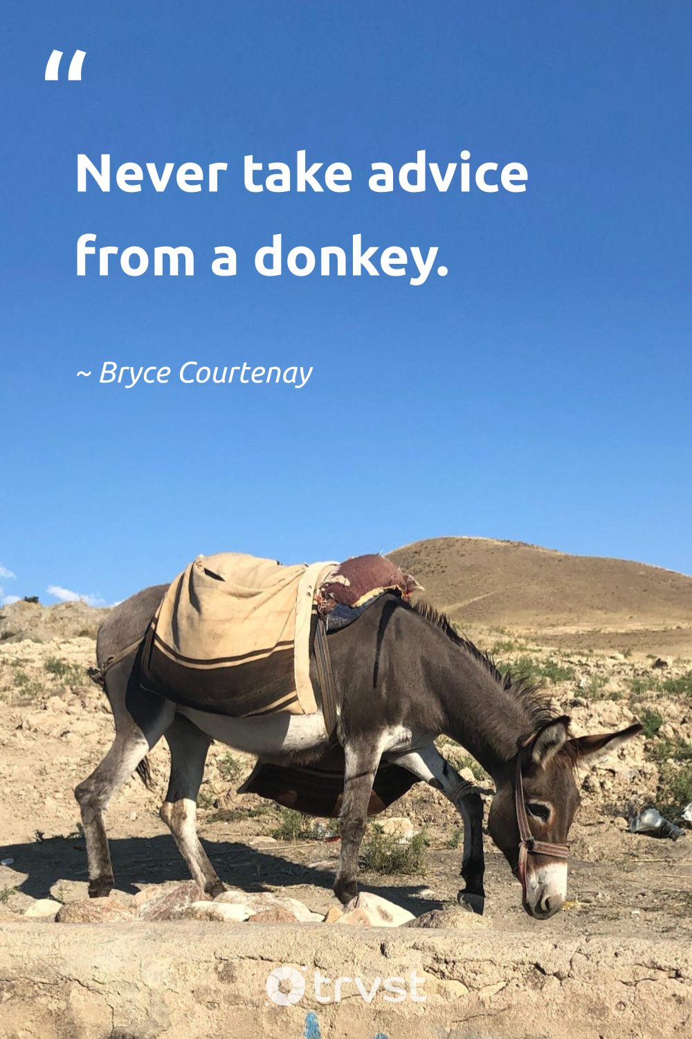 31 Donkey Quotes To Make You Smile And Think (2025)