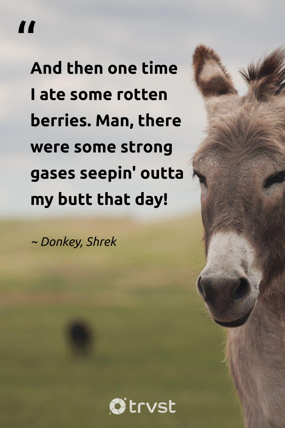31 Donkey Quotes To Make You Smile And Think (2025)