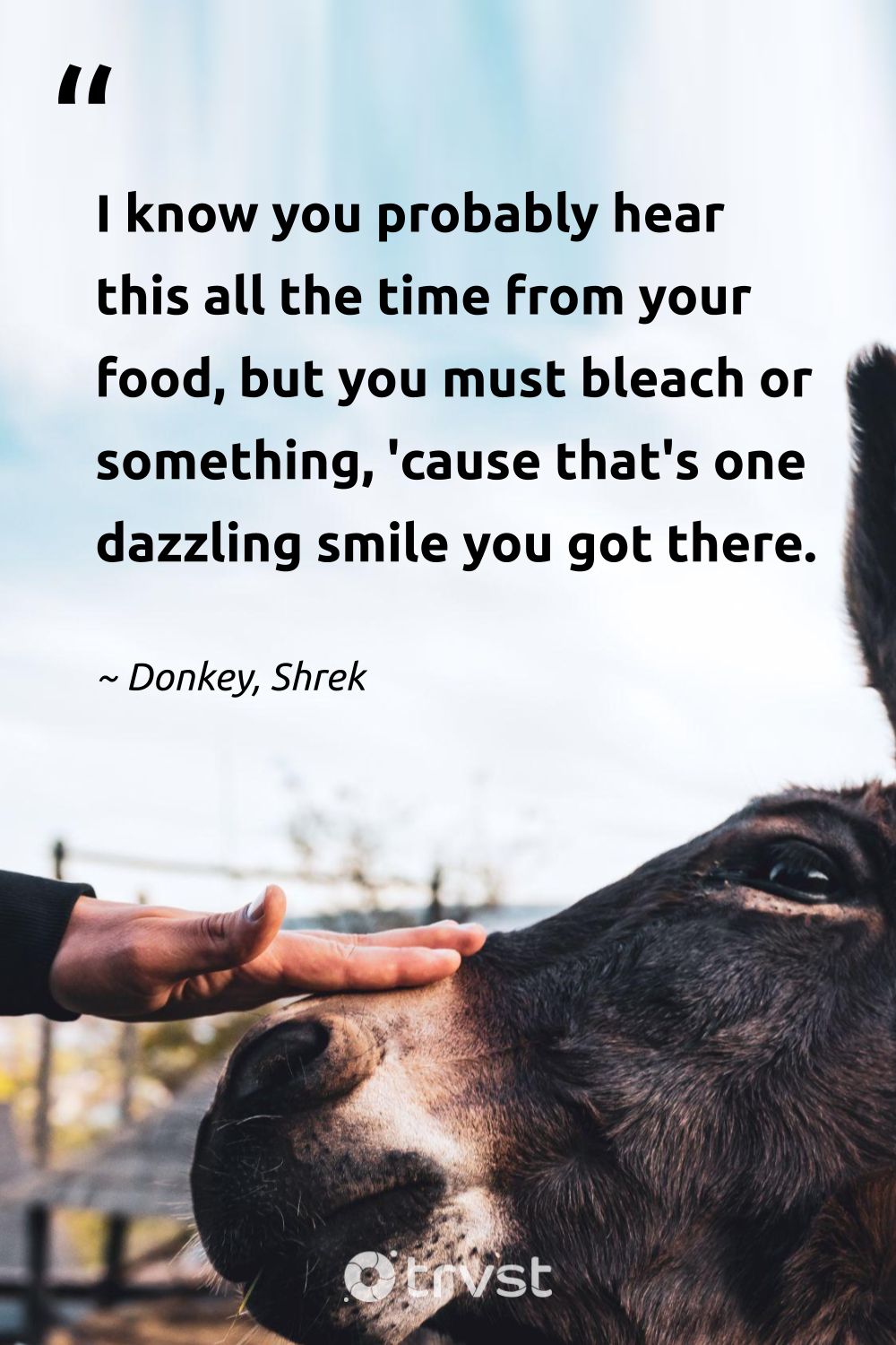 31 Donkey Quotes To Make You Smile And Think (2024)