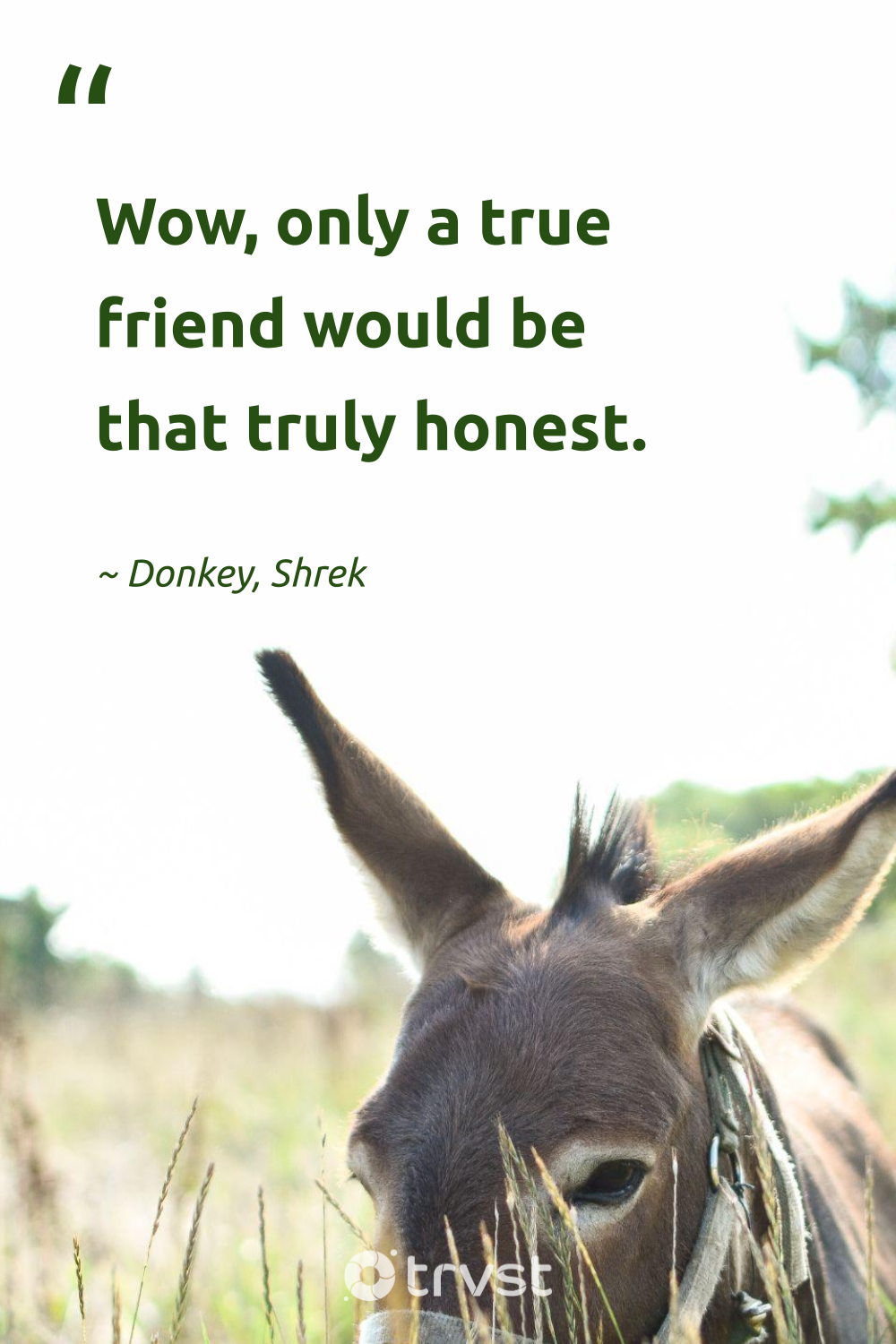 31 Donkey Quotes To Make You Smile And Think (2024)