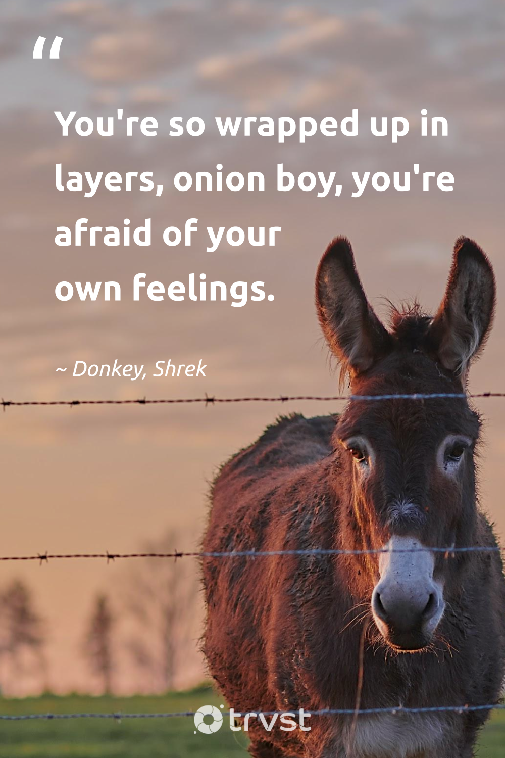31 Donkey Quotes To Make You Smile And Think (2024)