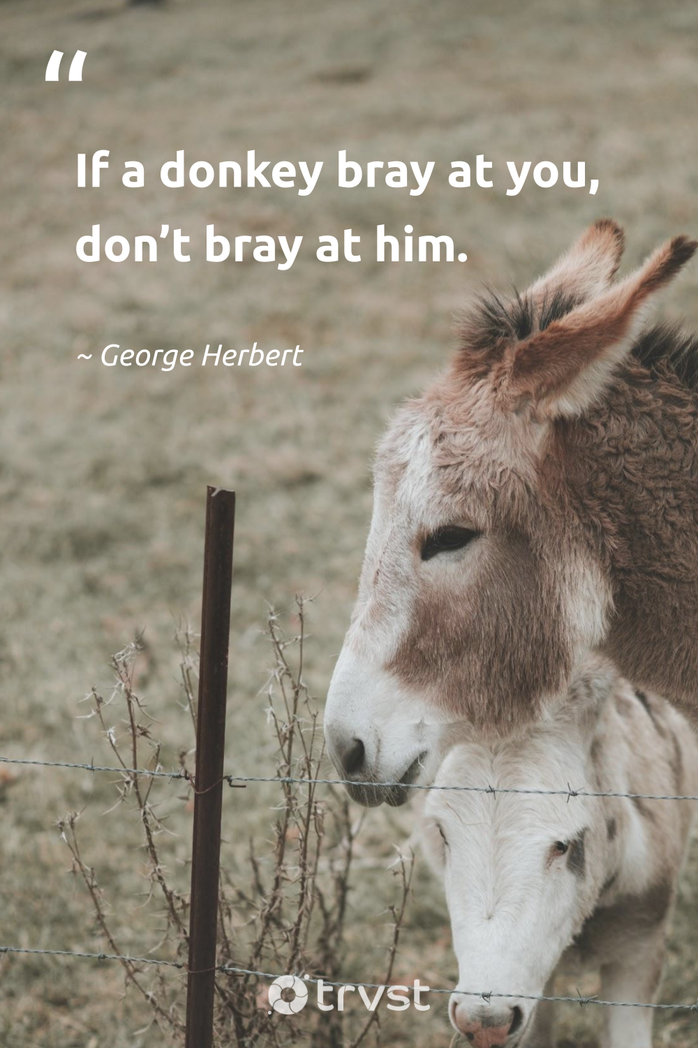 31 Donkey Quotes To Make You Smile And Think (2024)