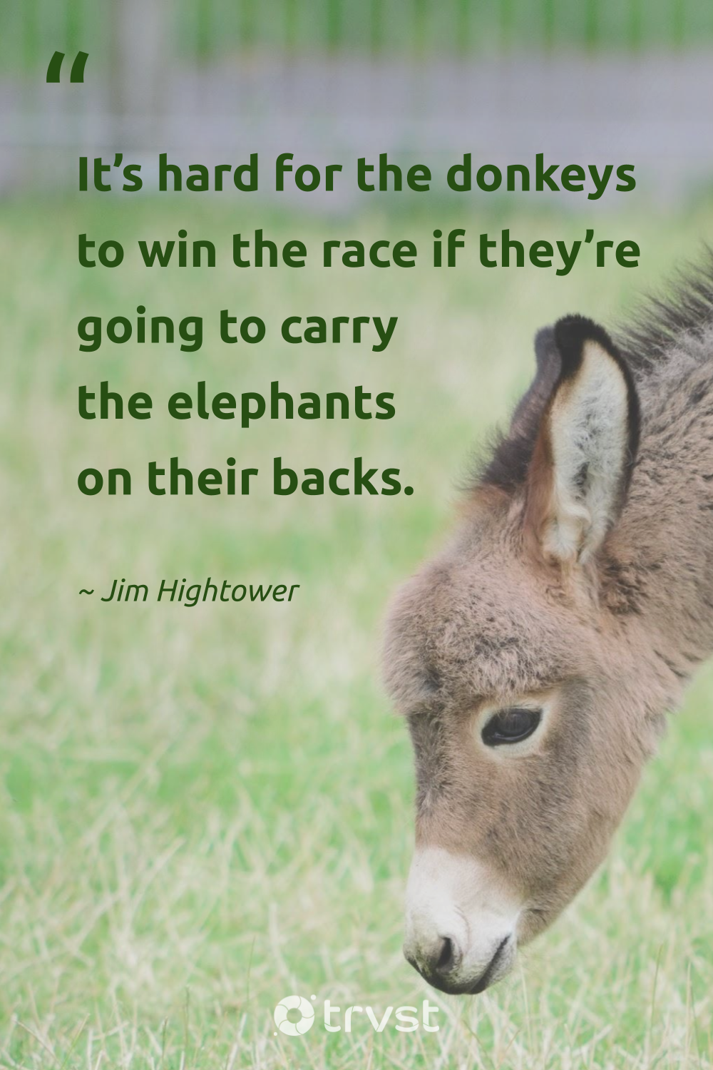 31 Donkey Quotes To Make You Smile And Think (2024)