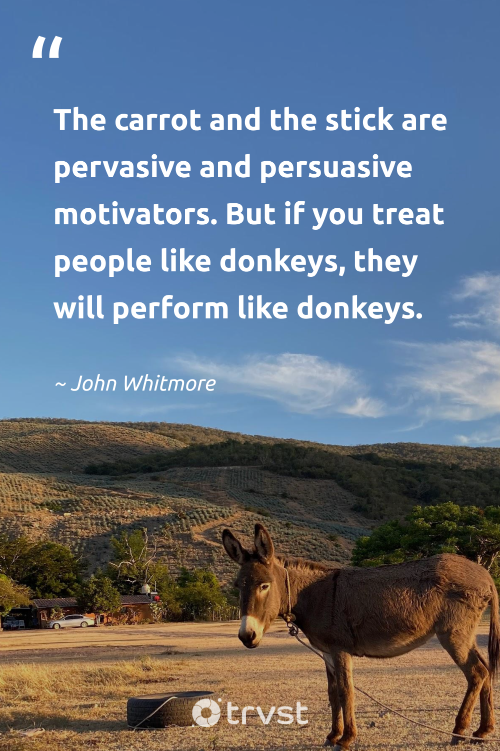 31 Donkey Quotes To Make You Smile And Think (2025)