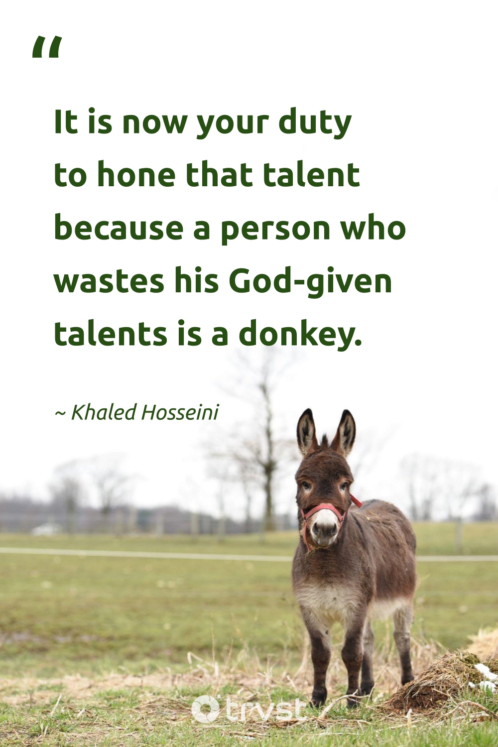 31 Donkey Quotes To Make You Smile And Think (2025)
