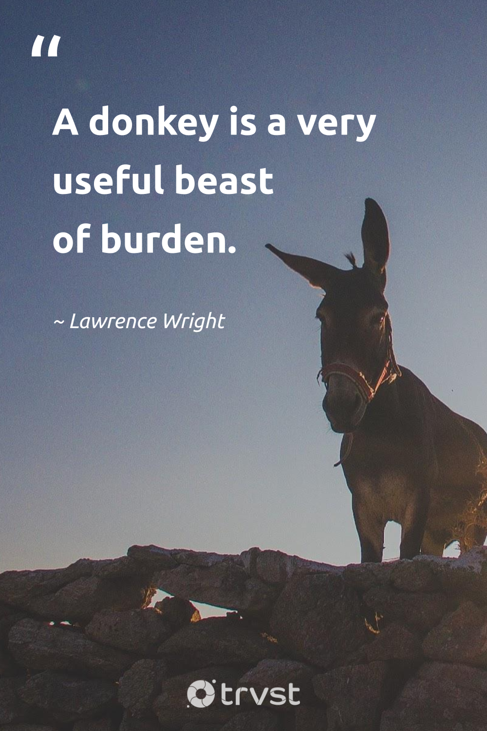 31 Donkey Quotes To Make You Smile And Think (2024)