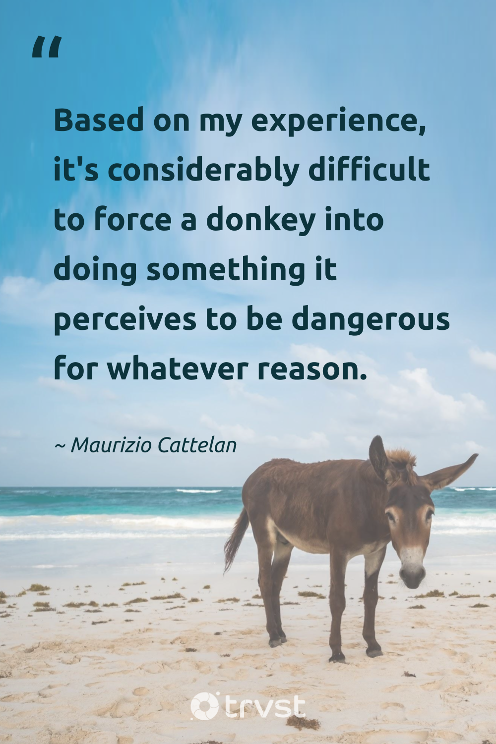 31 Donkey Quotes To Make You Smile And Think (2025)
