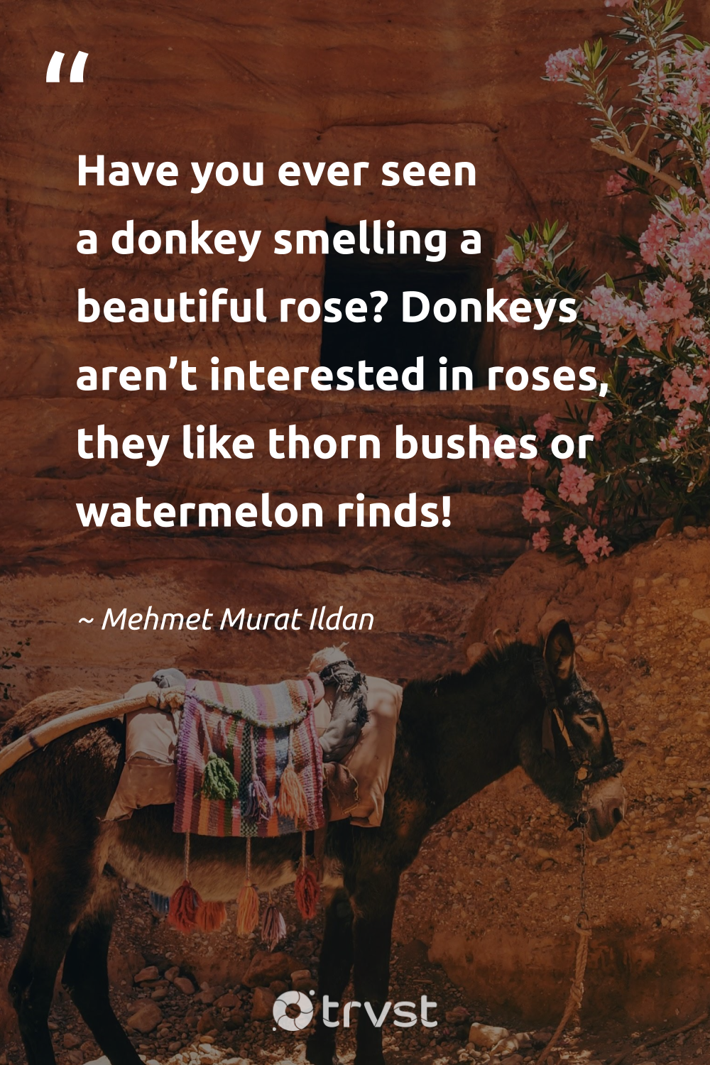 31 Donkey Quotes To Make You Smile And Think (2024)