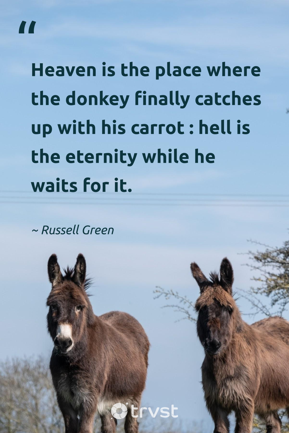 31 Donkey Quotes To Make You Smile And Think (2025)