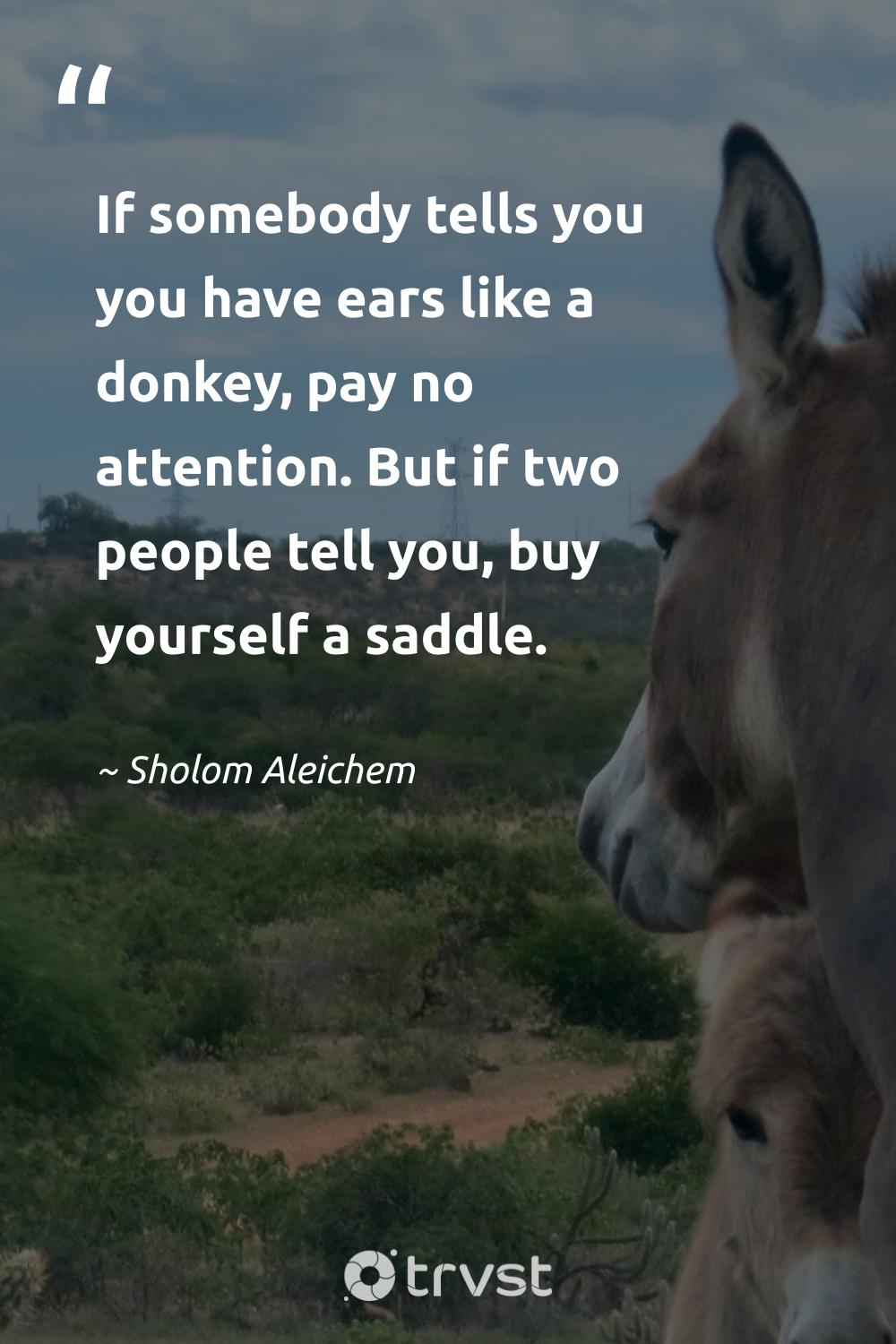 31 Donkey Quotes To Make You Smile And Think (2025)