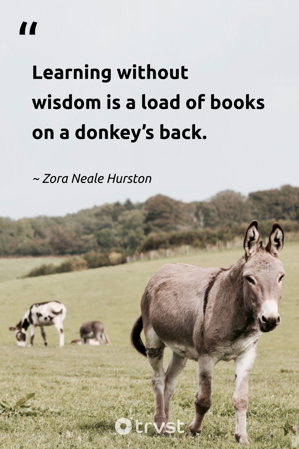31 Donkey Quotes To Make You Smile And Think (2025)