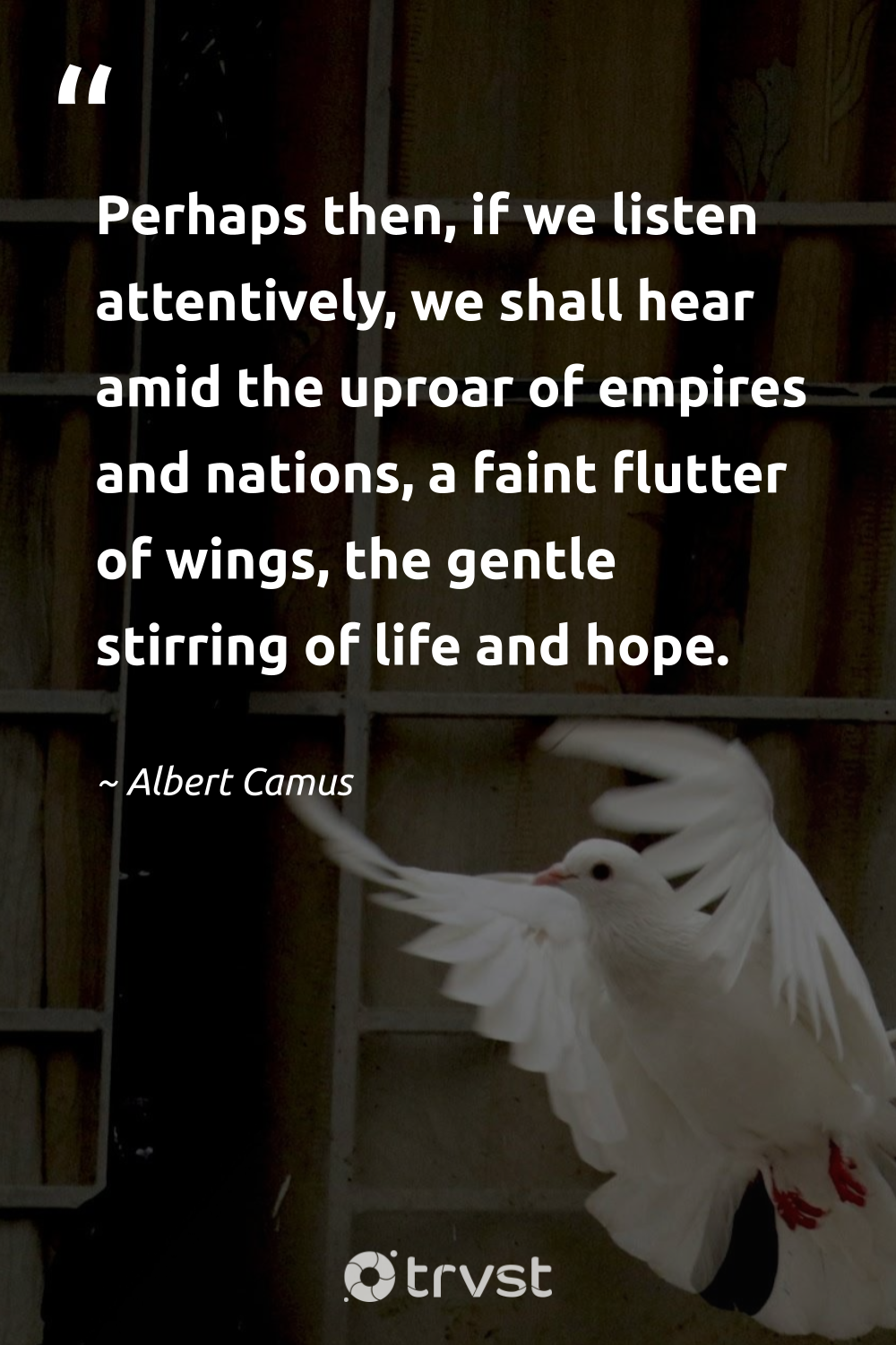 40 Dove Quotes About Our Peaceful Feathered Friends