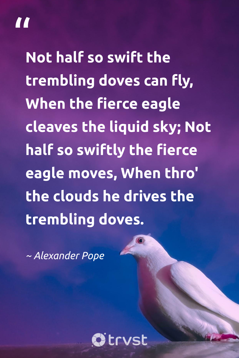 40 Dove Quotes About Our Peaceful Feathered Friends