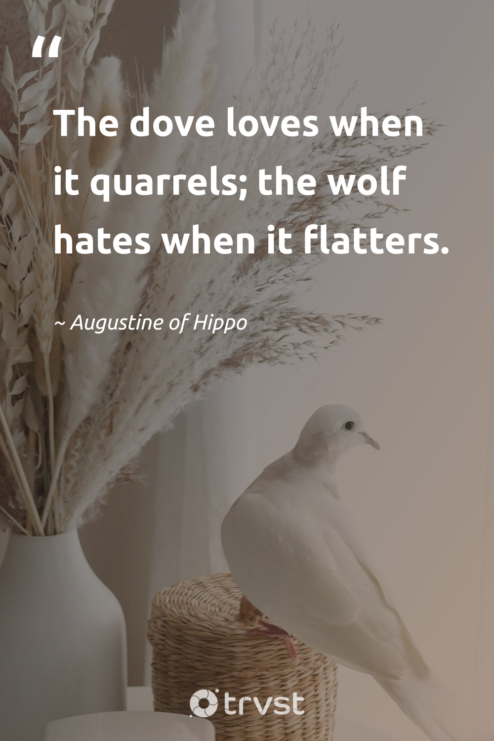 40 Dove Quotes About Our Peaceful Feathered Friends