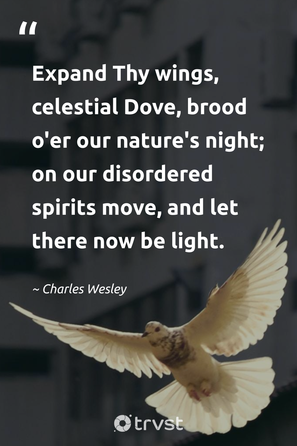 40 Dove Quotes About Our Peaceful Feathered Friends