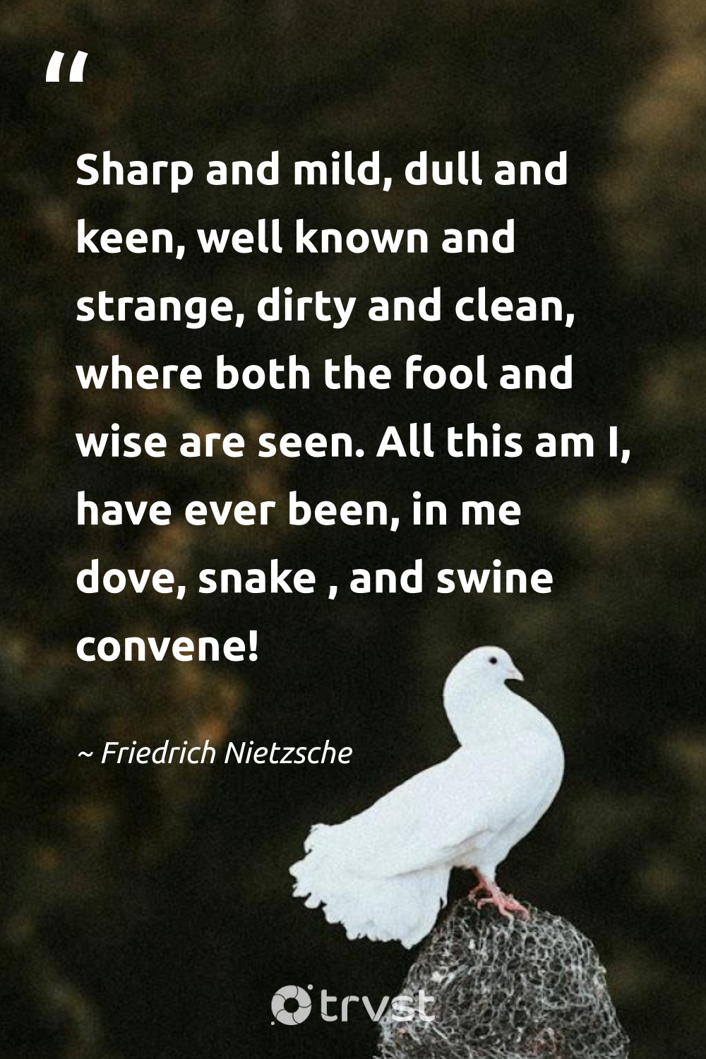 40 Dove Quotes About Our Peaceful Feathered Friends