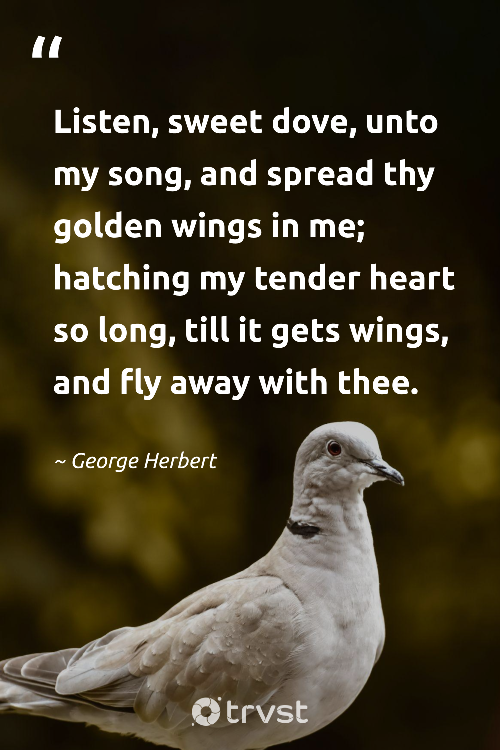 40 Dove Quotes About Our Peaceful Feathered Friends