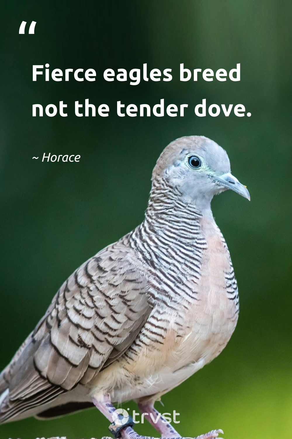 40 Dove Quotes About Our Peaceful Feathered Friends