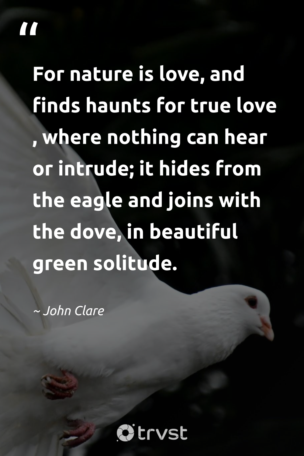 40 Dove Quotes About Our Peaceful Feathered Friends
