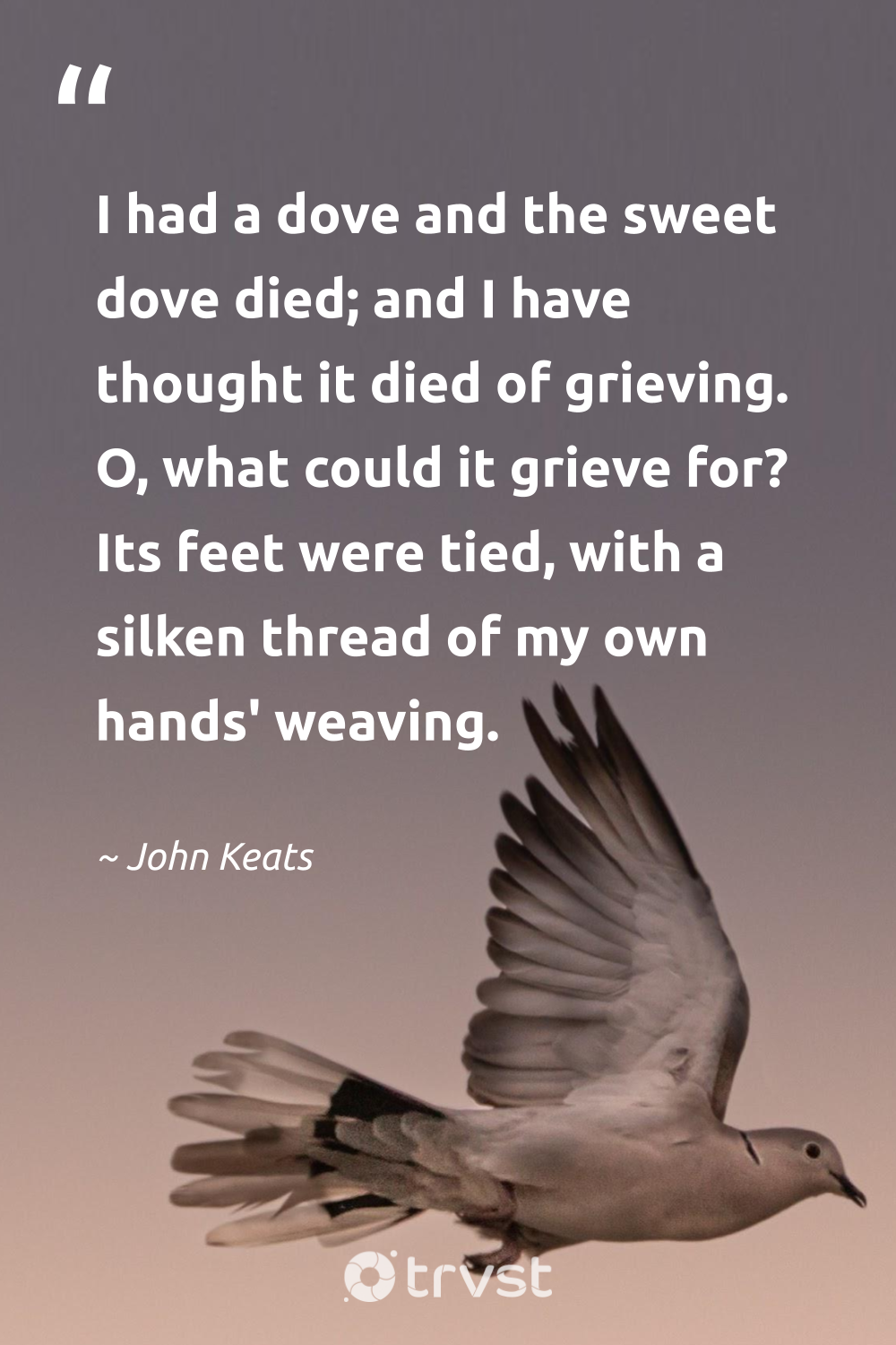 40 Dove Quotes About Our Peaceful Feathered Friends