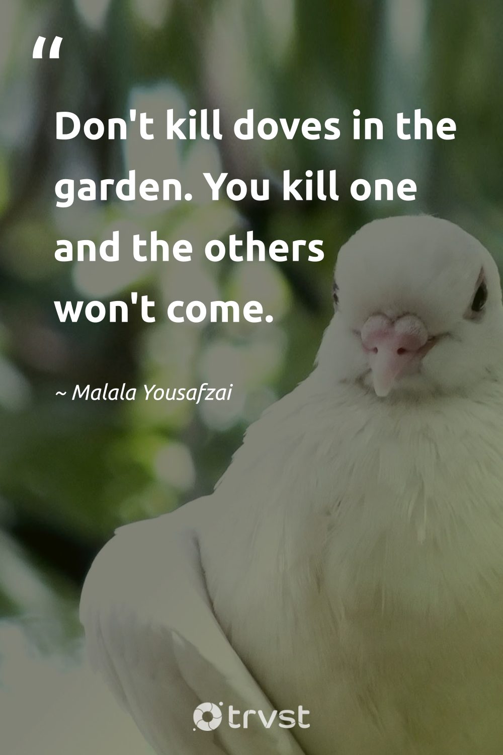 40 Dove Quotes About Our Peaceful Feathered Friends