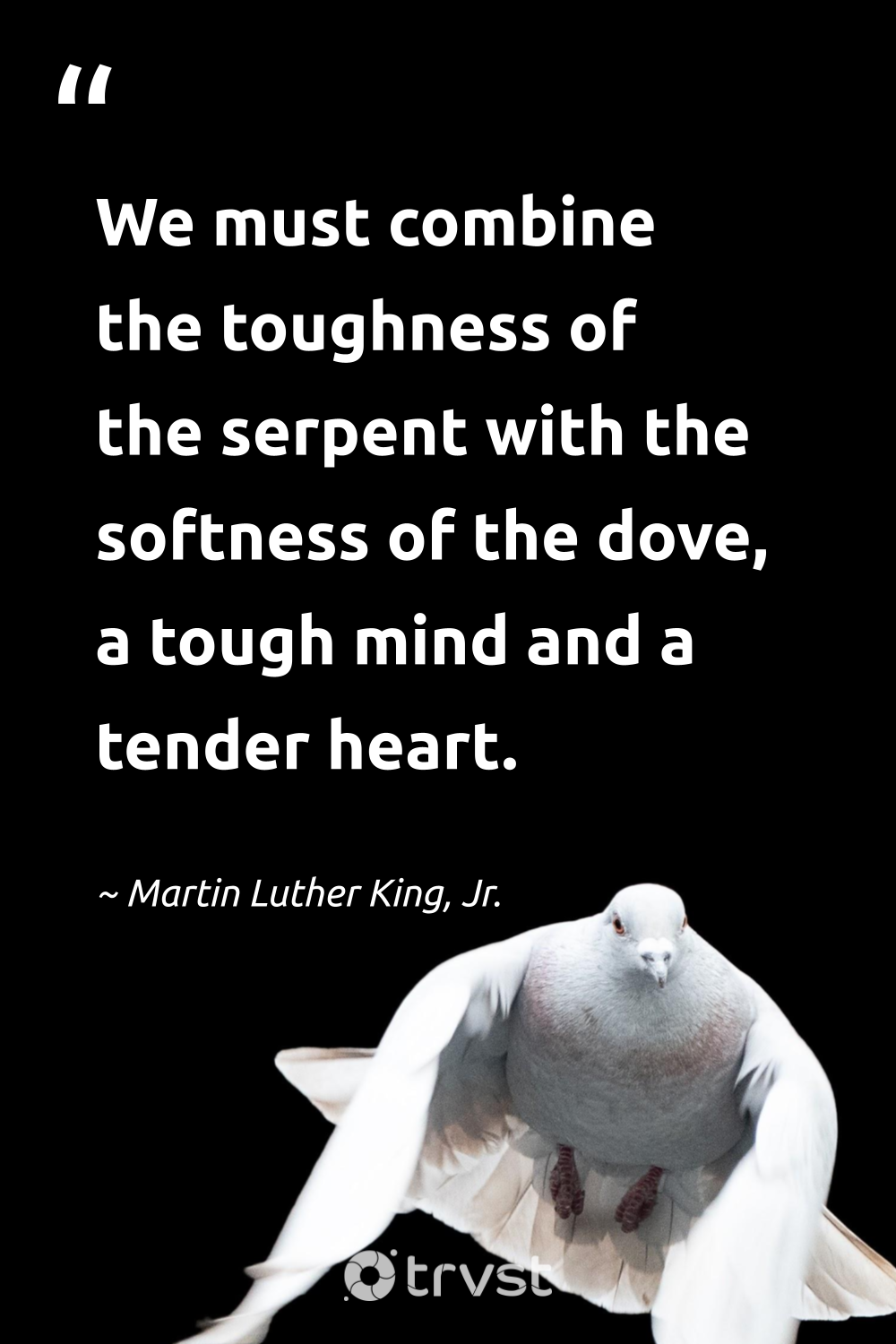 40 Dove Quotes About Our Peaceful Feathered Friends