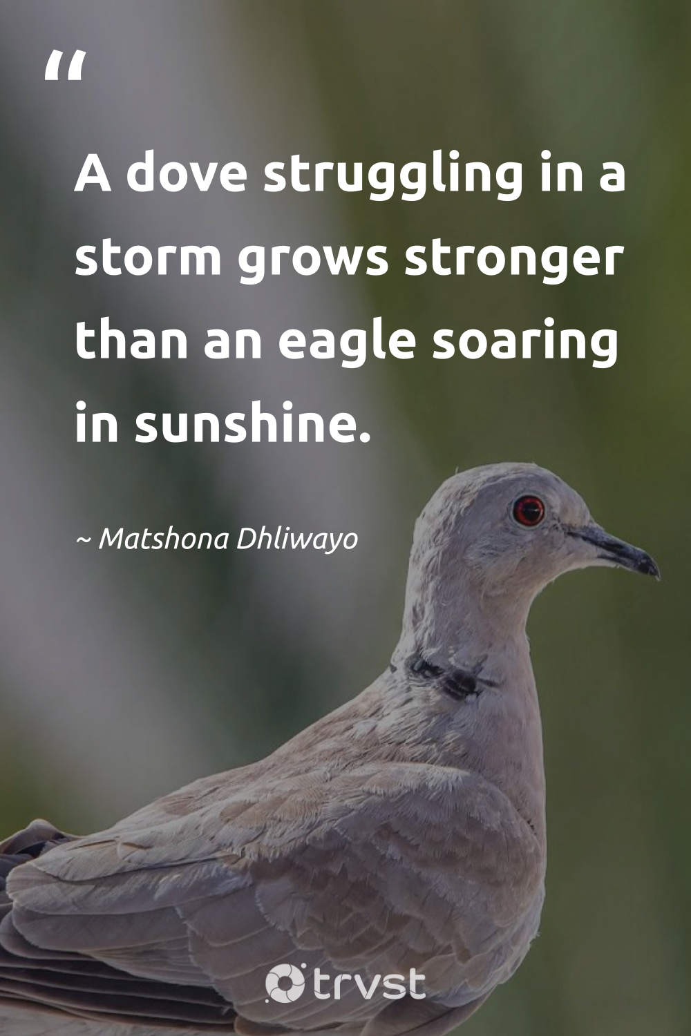40 Dove Quotes About Our Peaceful Feathered Friends