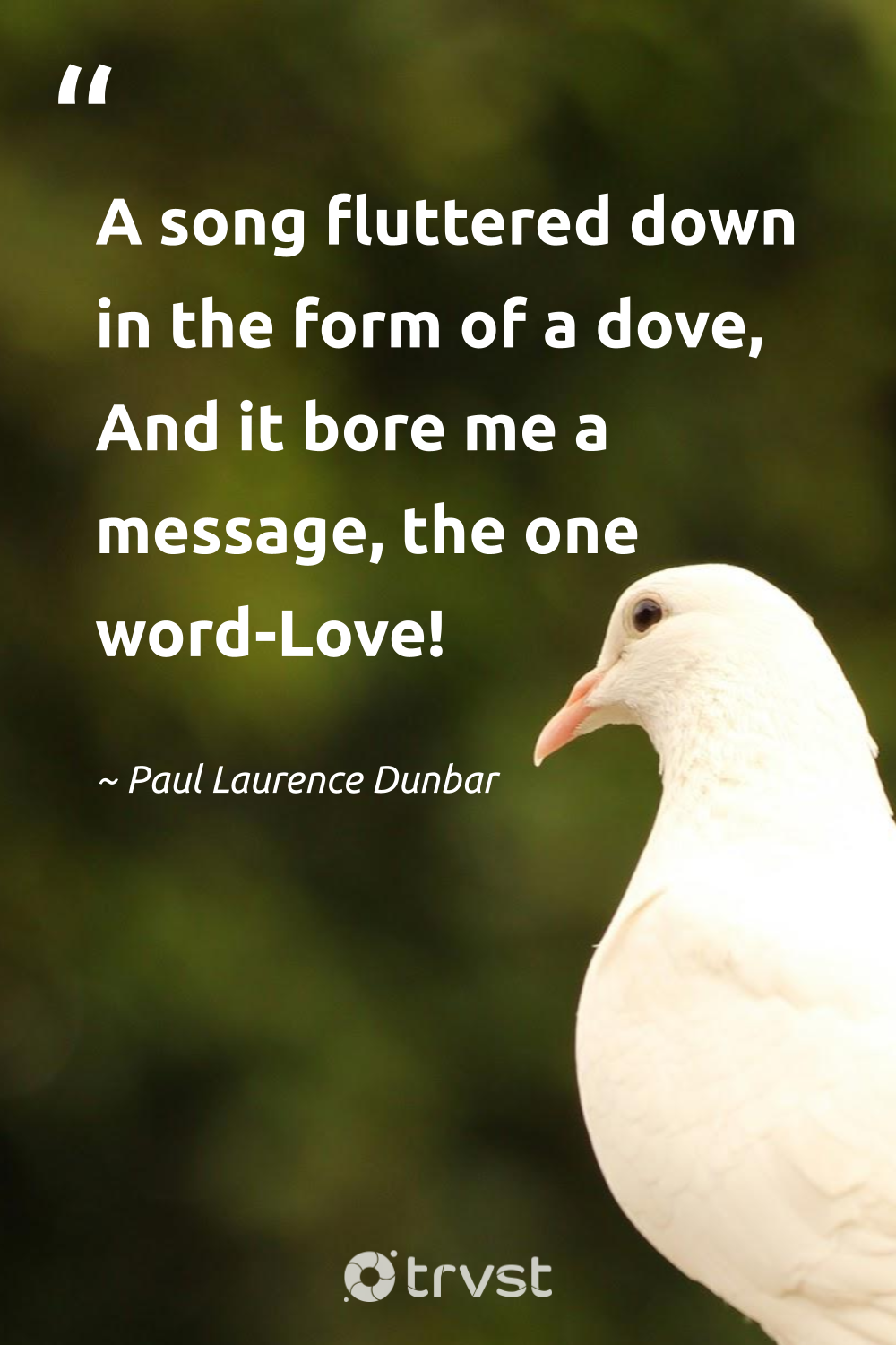 40 Dove Quotes About Our Peaceful Feathered Friends