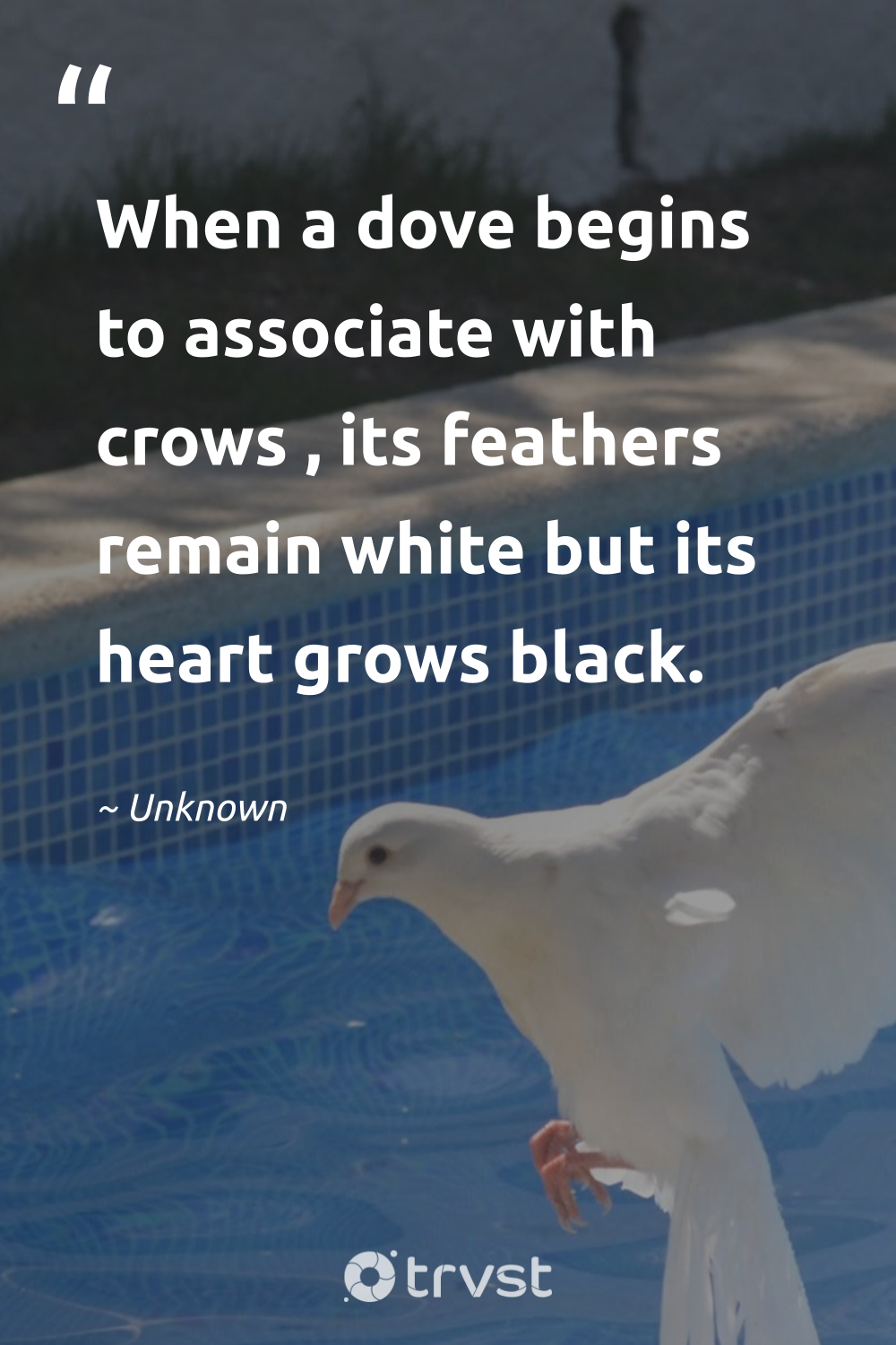40 Dove Quotes About Our Peaceful Feathered Friends