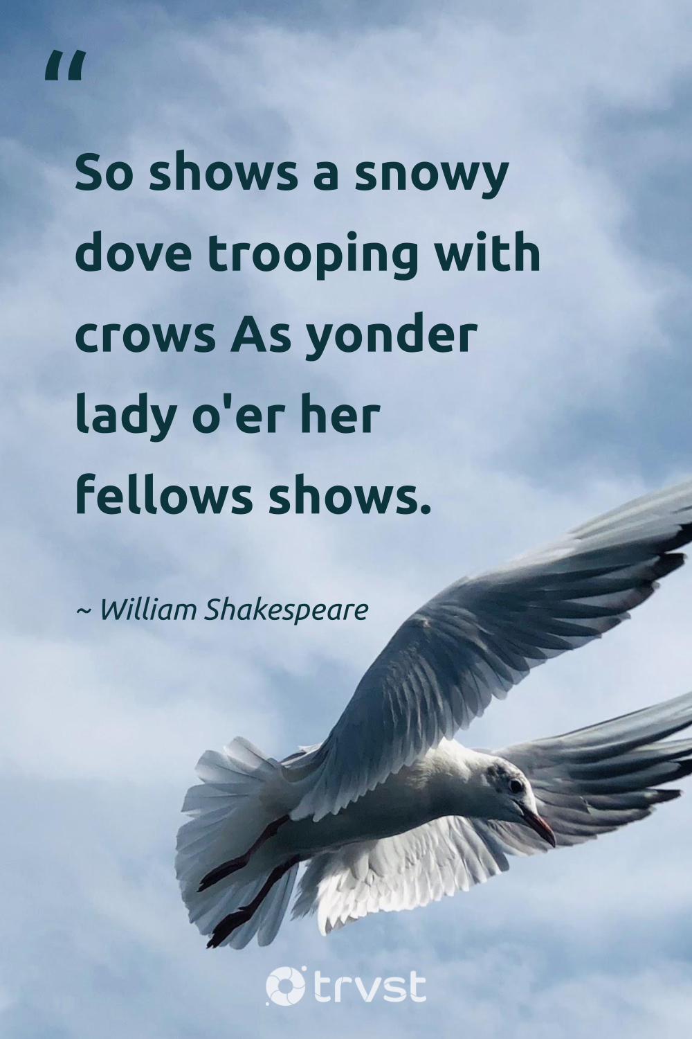 40 Dove Quotes About Our Peaceful Feathered Friends