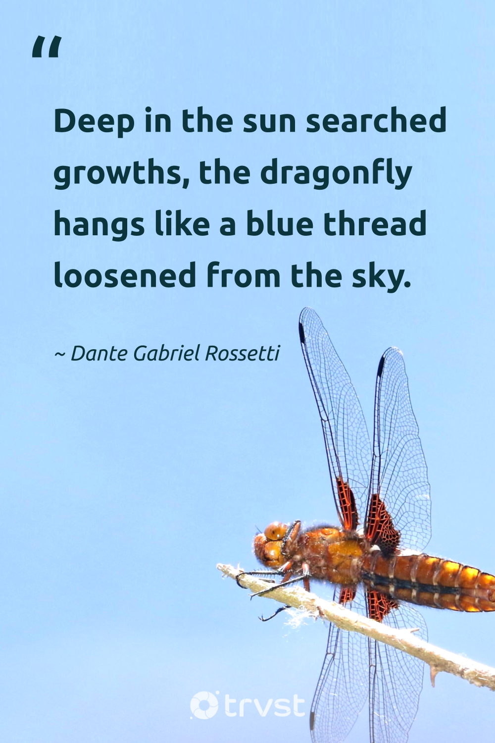 35 Dragonfly Quotes to Spark Fortune and Inspiration (2025)