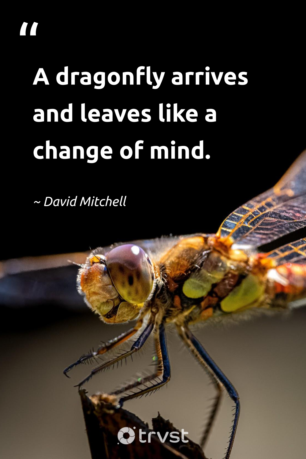 35 Dragonfly Quotes to Spark Fortune and Inspiration (2025)