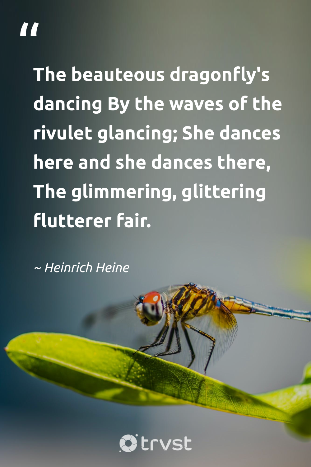 35 Dragonfly Quotes to Spark Fortune and Inspiration (2025)