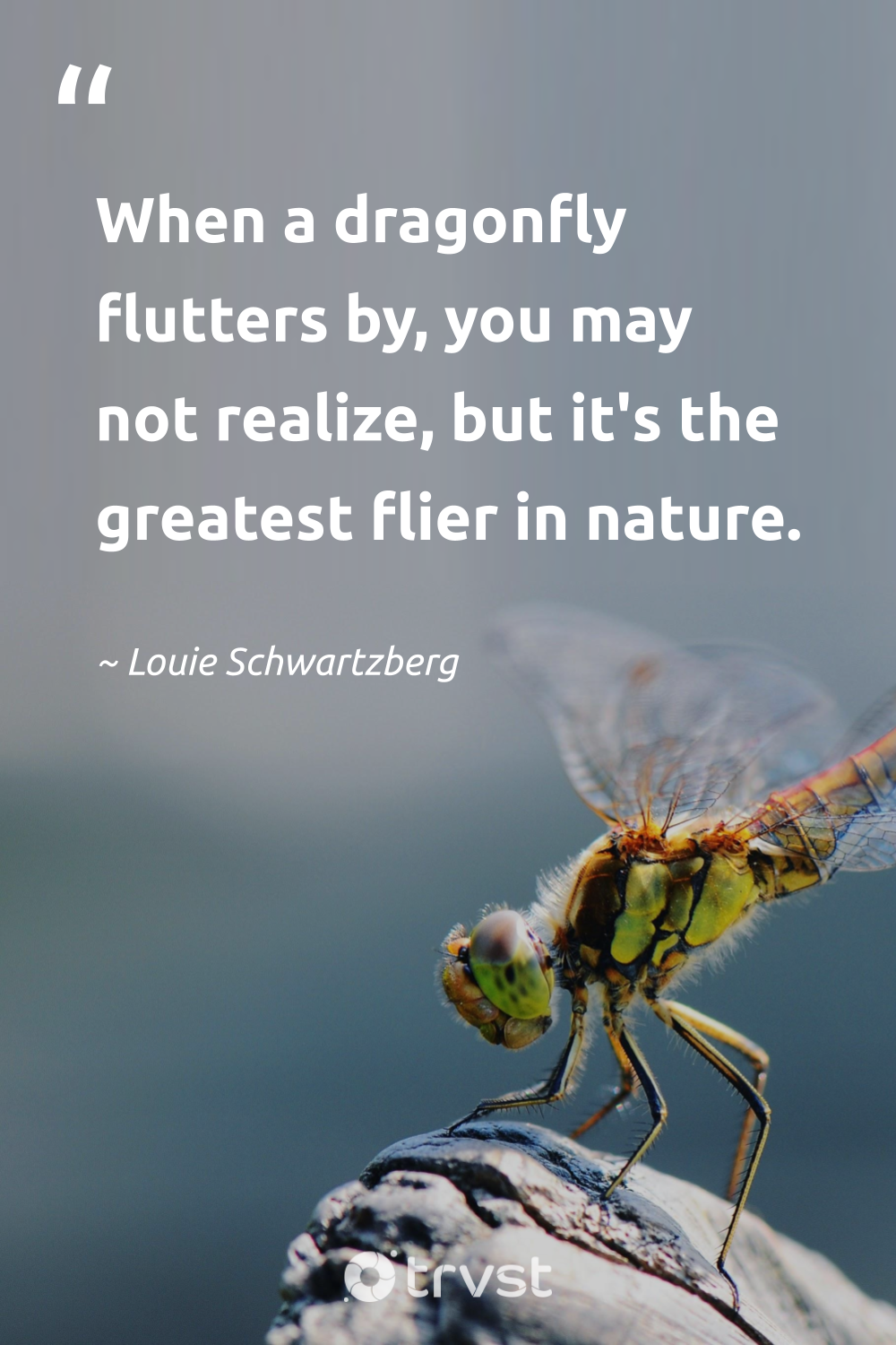 35 Dragonfly Quotes to Spark Fortune and Inspiration (2025)