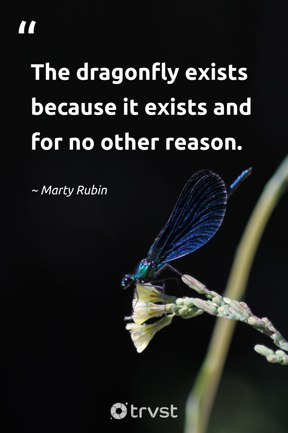 35 Dragonfly Quotes to Spark Fortune and Inspiration (2025)