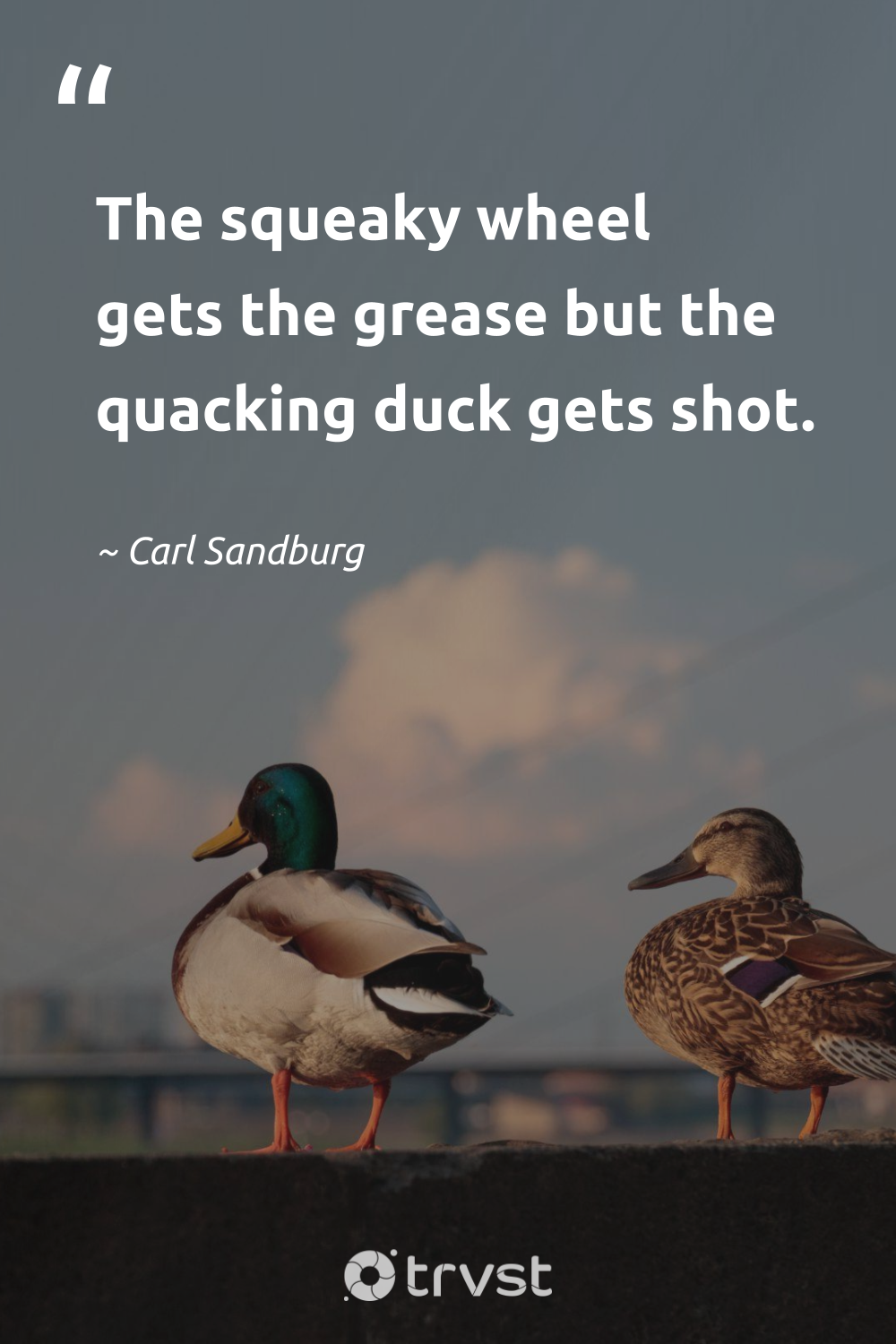 42 Duck Quotes And Sayings About The Friendly Waterfowls (2025)