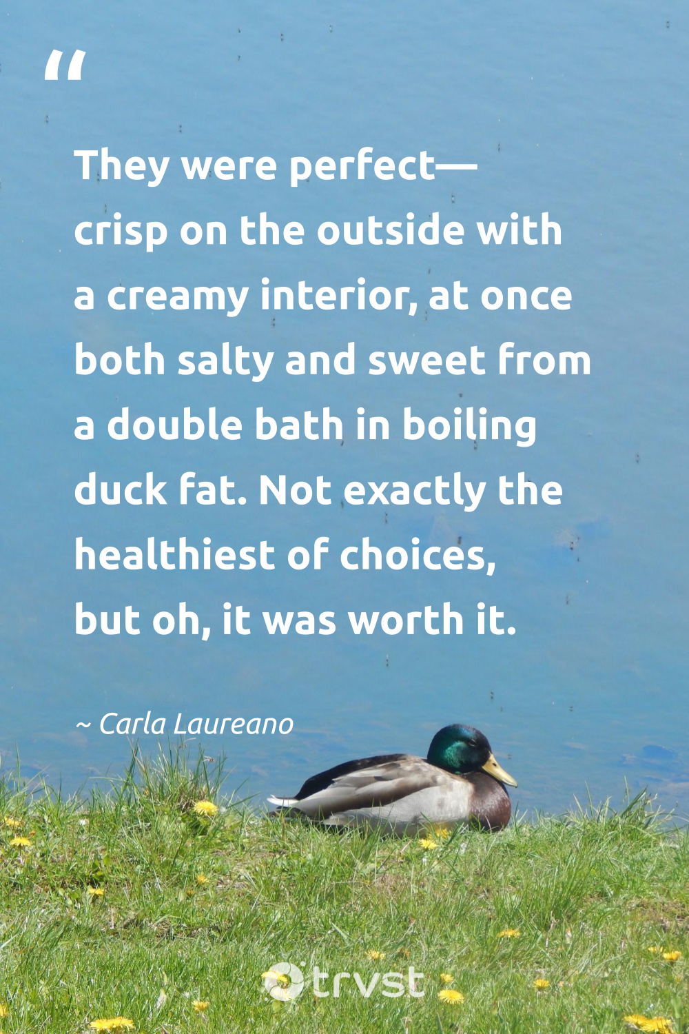 42 Duck Quotes And Sayings About The Friendly Waterfowls (2025)