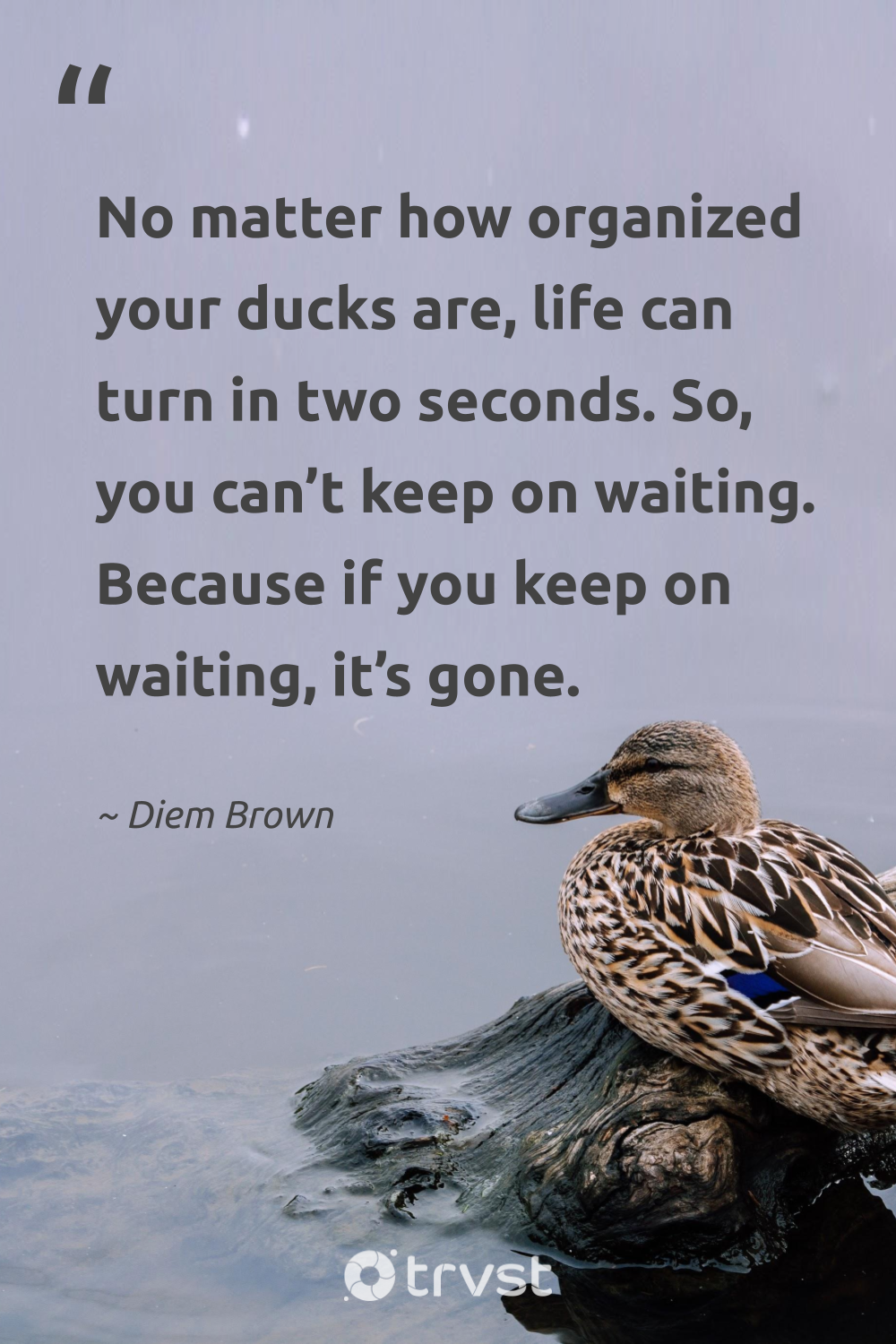 42 Duck Quotes And Sayings About The Friendly Waterfowls (2025)
